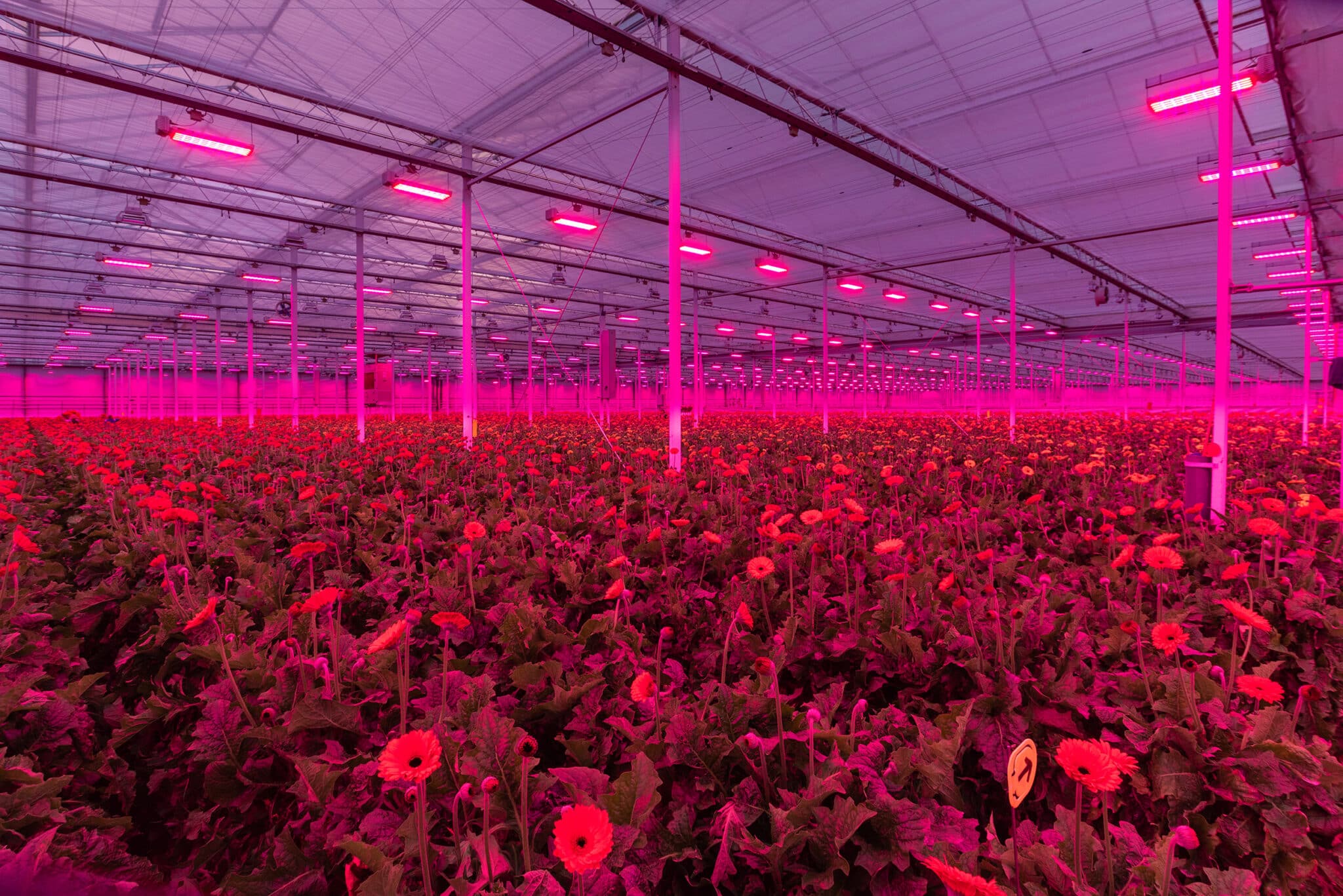 Redefine Grow Light | Dutch Lighting Innovations