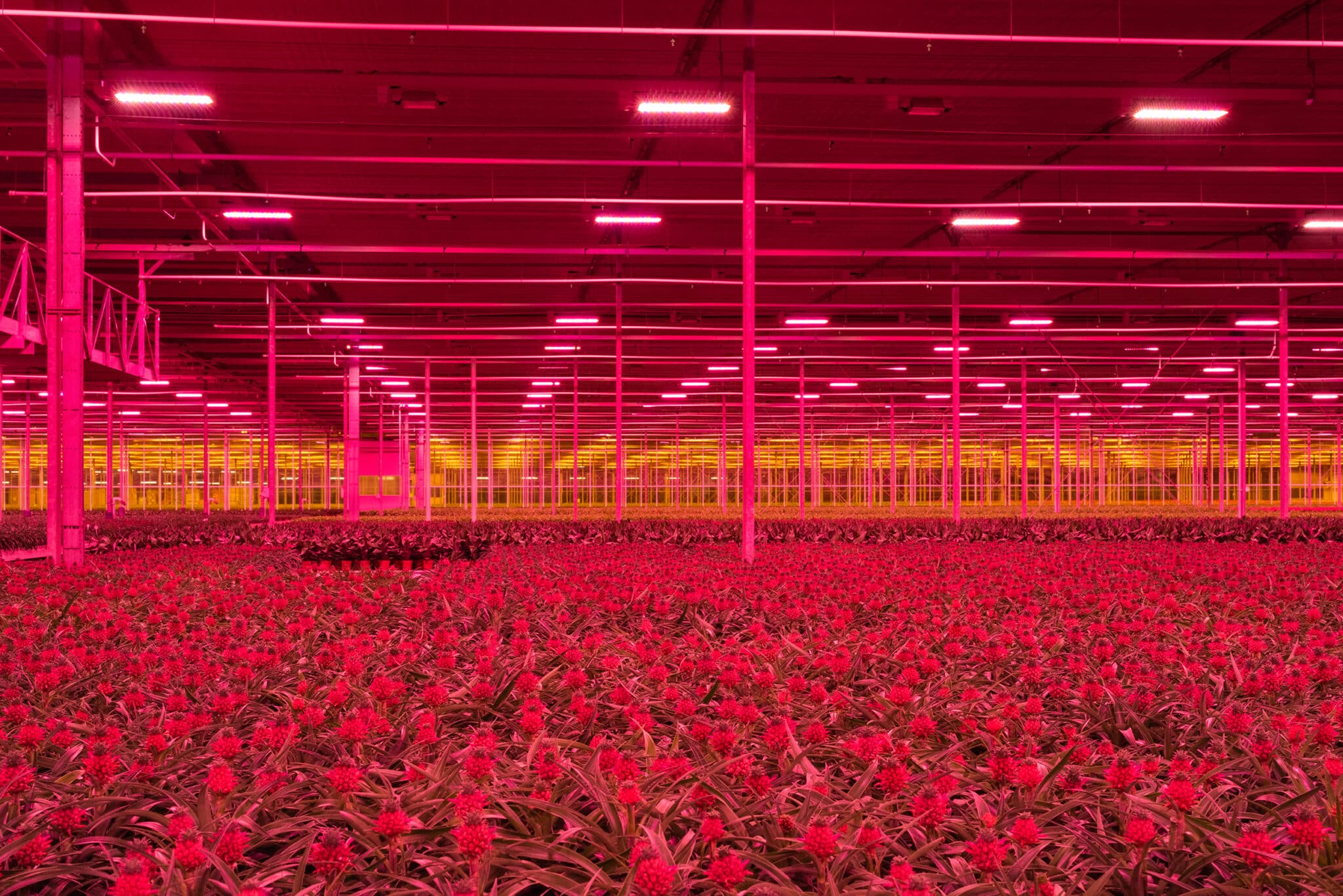 Redefine Grow Light | Dutch Lighting Innovations