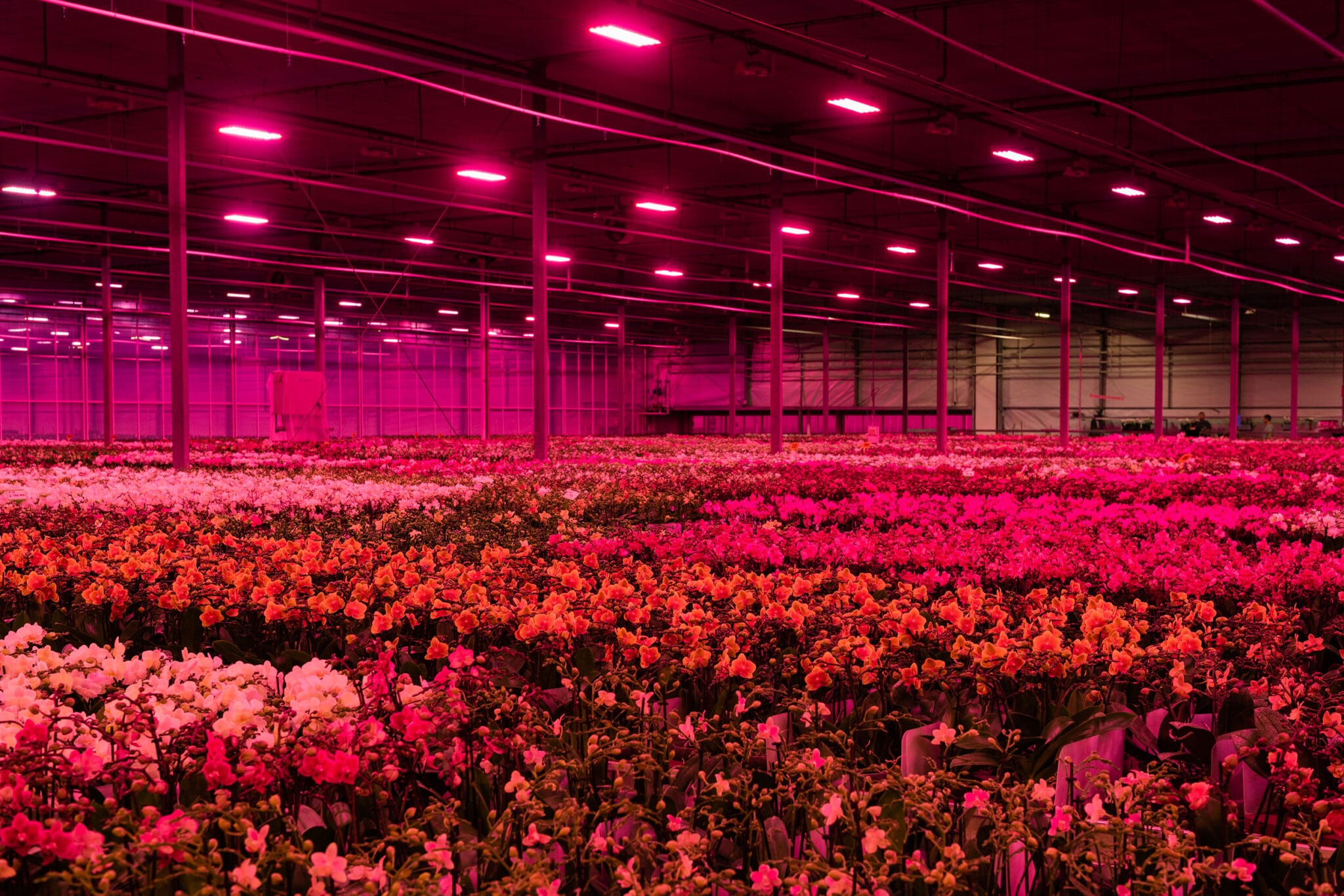 Redefine Grow Light | Dutch Lighting Innovations