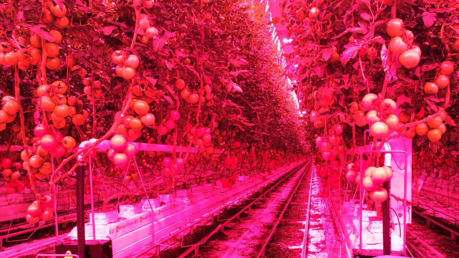 Redefine Grow Light | Dutch Lighting Innovations