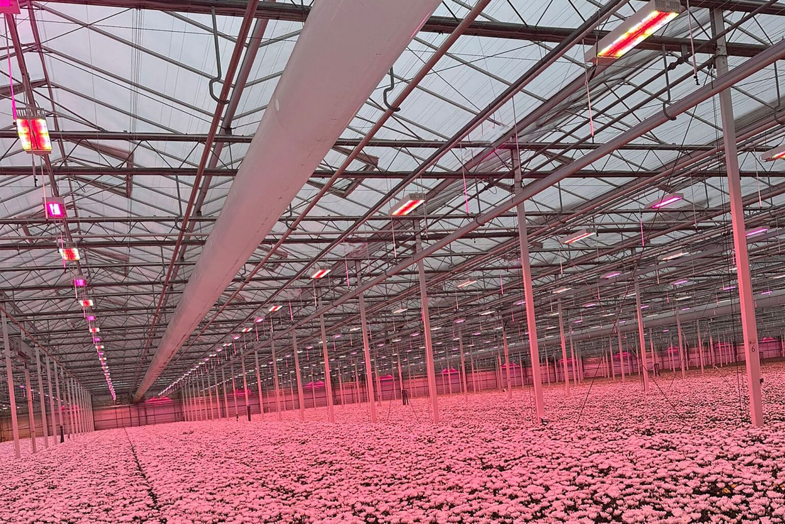 Redefine Grow Light | Dutch Lighting Innovations