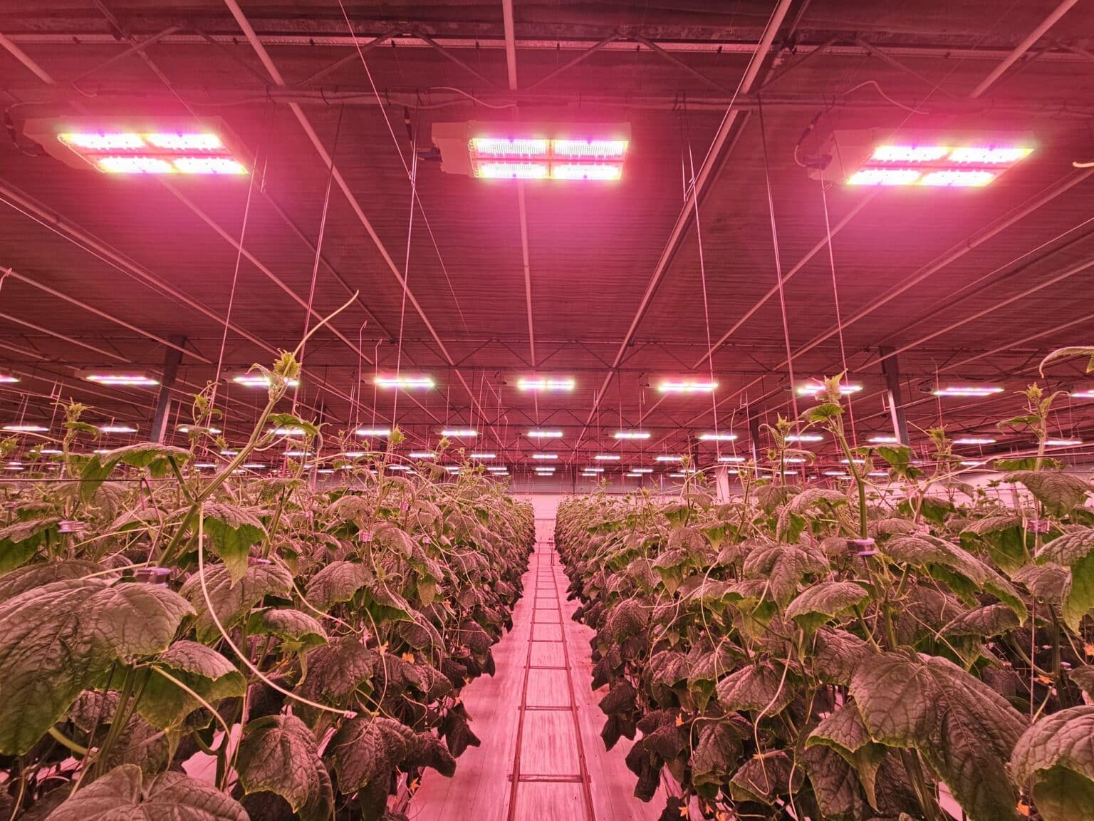 Redefine Grow Light | Dutch Lighting Innovations
