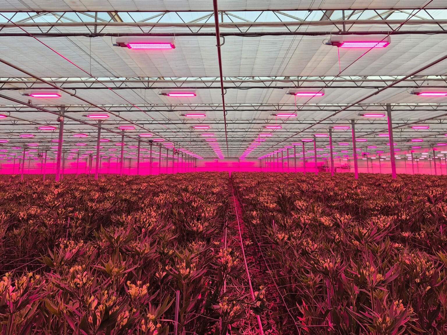 Redefine Grow Light | Dutch Lighting Innovations